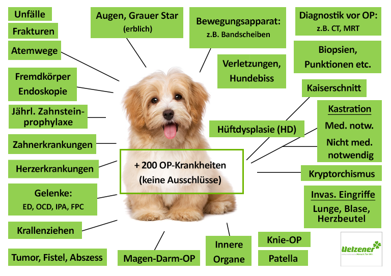 Elegantes Hundeop Versicherung Nachtrglich Bilder